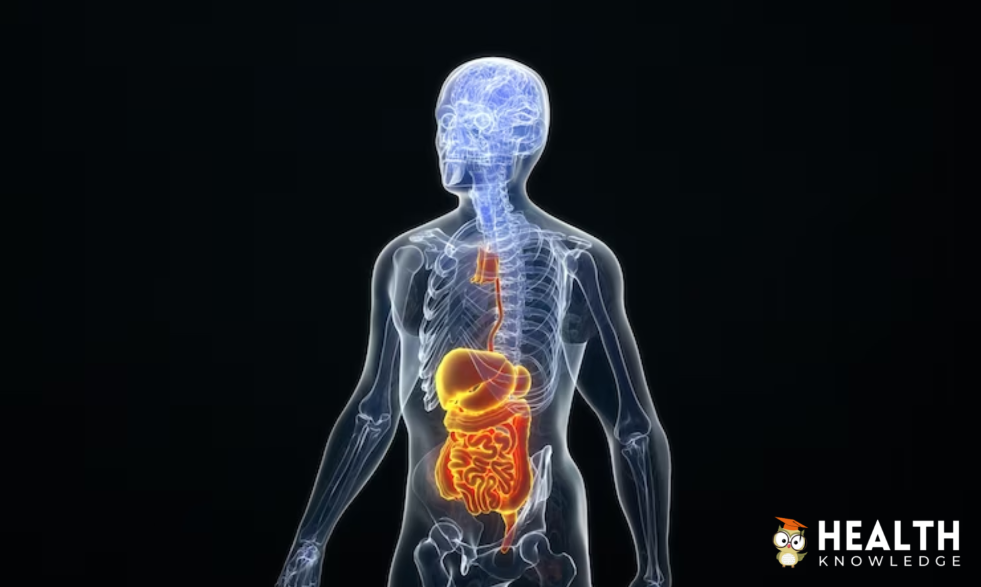 Understanding Digestive Health: How Your Gut Impacts Overall Well-being ...